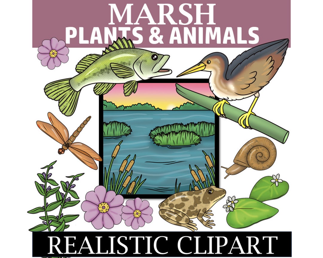 Marsh Habitat Clip Art (plants and Animals of the Marsh Clip Art) - Etsy