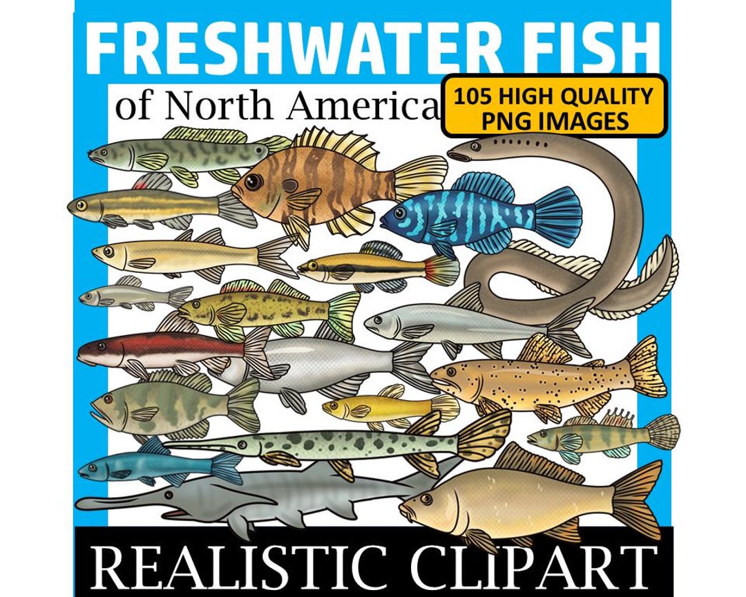 Freshwater Fish Clip Art (freshwater Fish of North America Clipart) - Etsy
