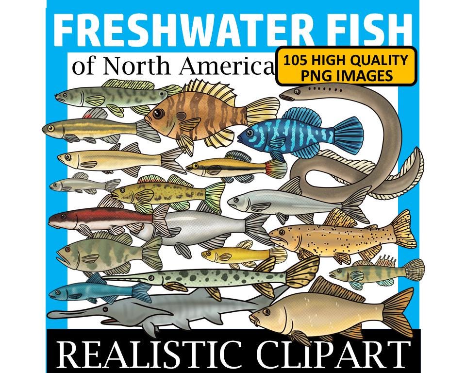 Freshwater Fish Clip Art (freshwater Fish of North America Clipart) - Etsy