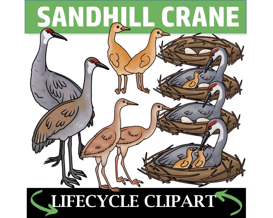 Sandhill Crane Life Cycle Clip Art - Etsy