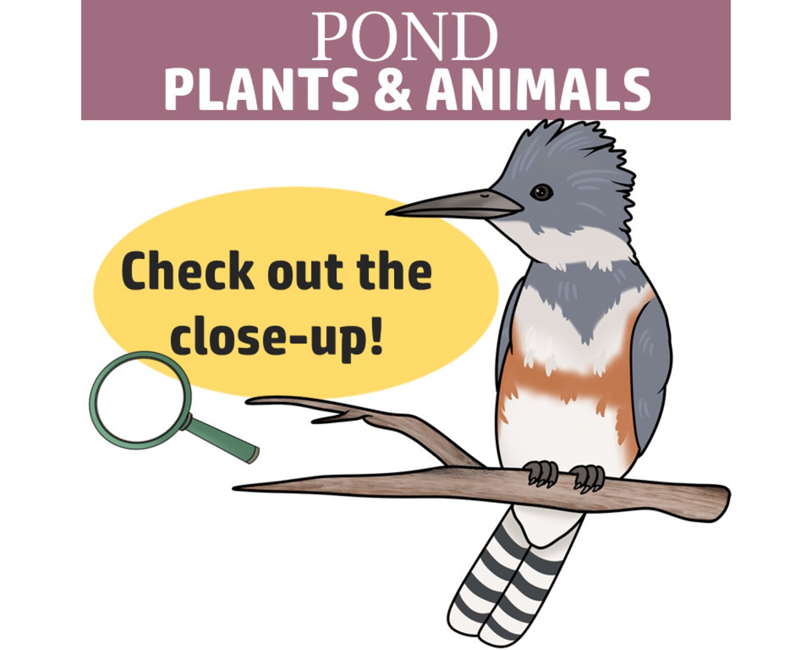 Pond Clipart - Plants and Animals of the Pond Ecosystem - Etsy