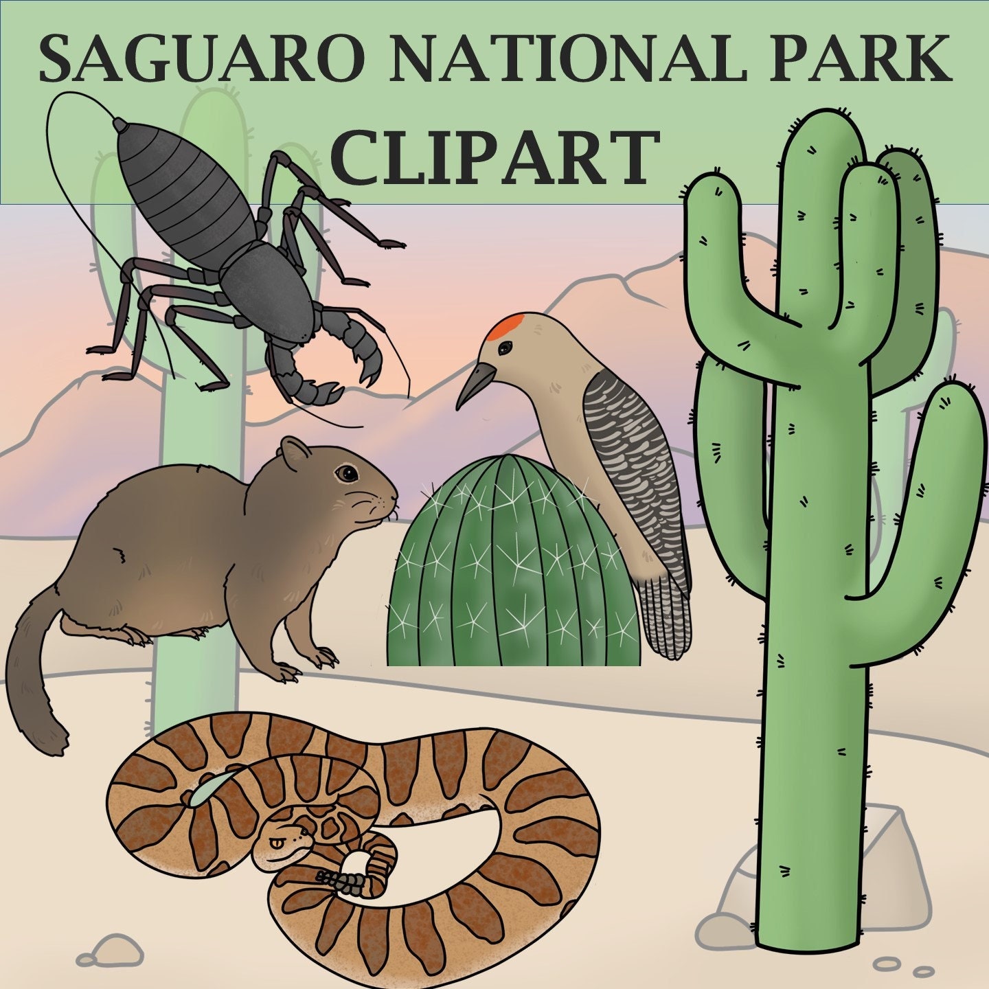 Plants and Animals of Saguaro National Park Clipart - Etsy