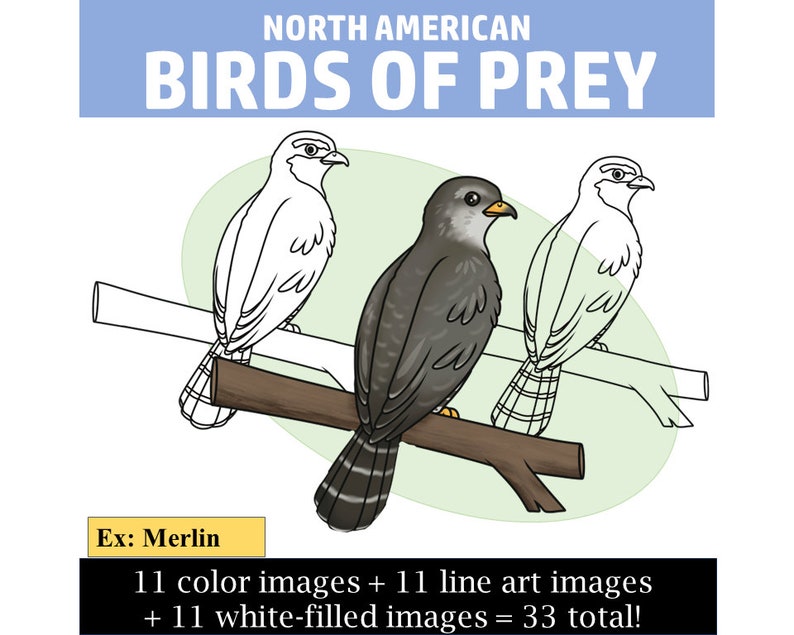 Birds of Prey Clip Art (raptor Clip Art) - Etsy