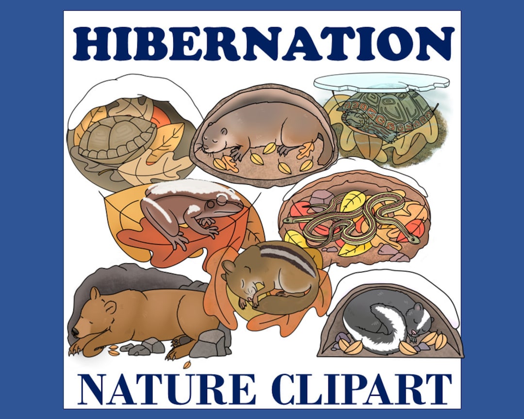 Hibernating Animals Clip Art - Etsy