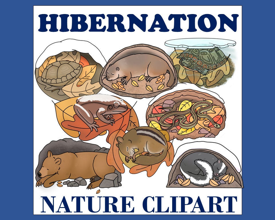 Hibernating Animals Clip Art - Etsy