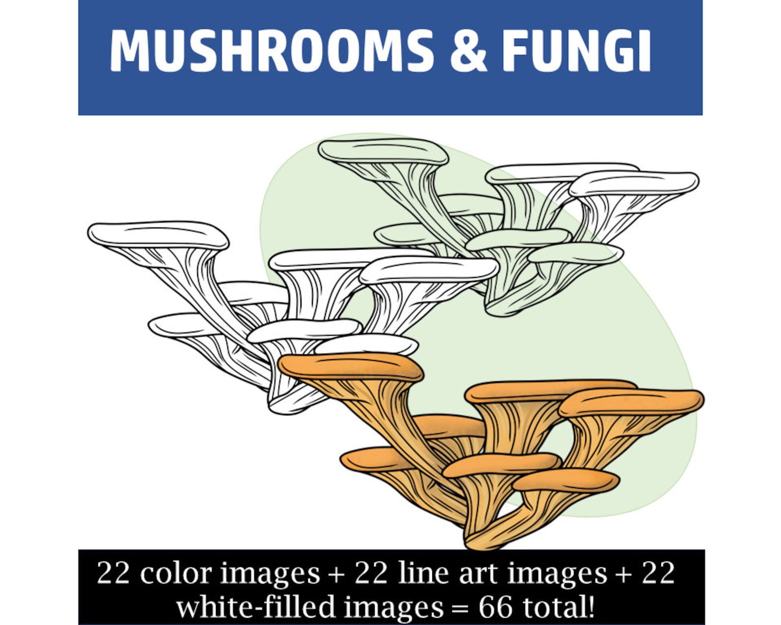 Mushroom Clip Art - Fungi of North America - Etsy