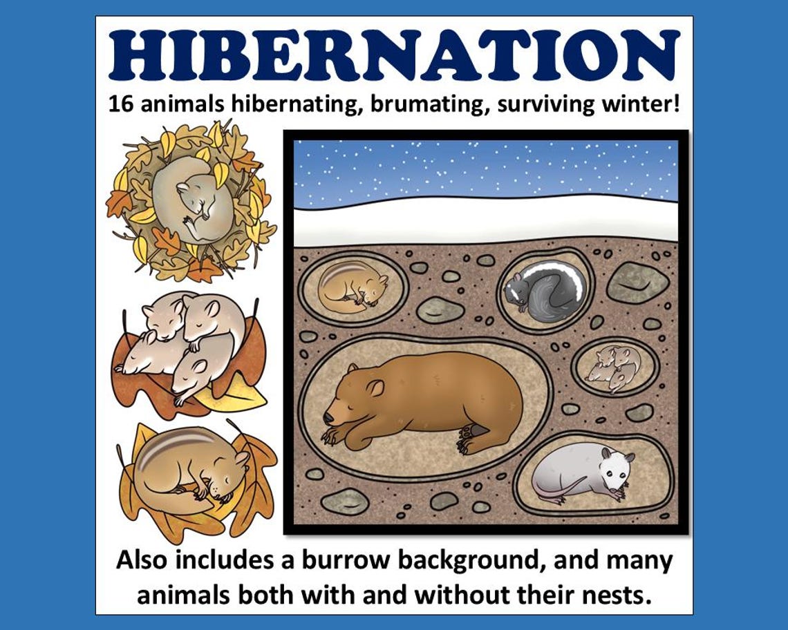 Hibernating Animals Clip Art - Etsy