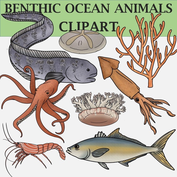 Ocean Floor Clipart