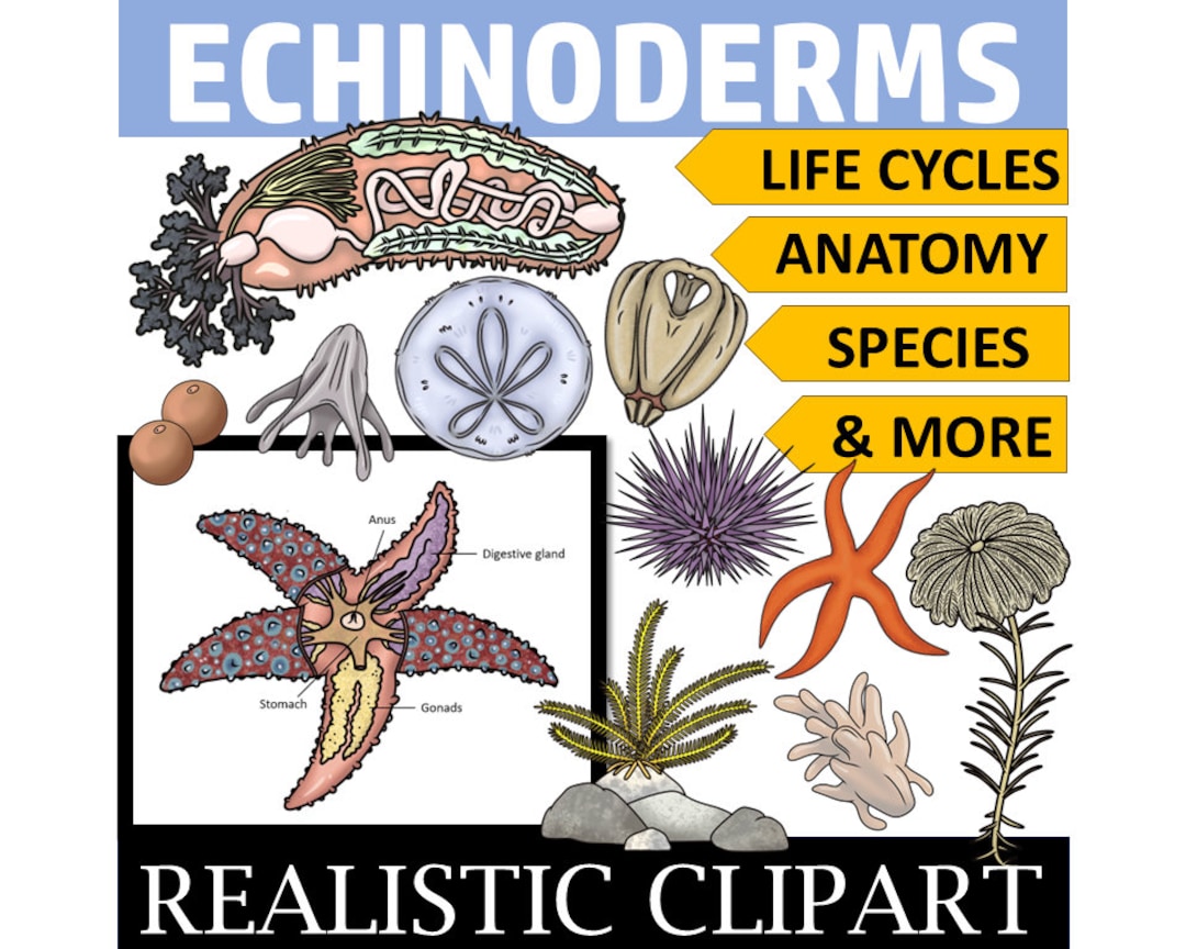 Echinoderm Clip Art (life Cycle and Anatomy, and Species Clipart) - Etsy