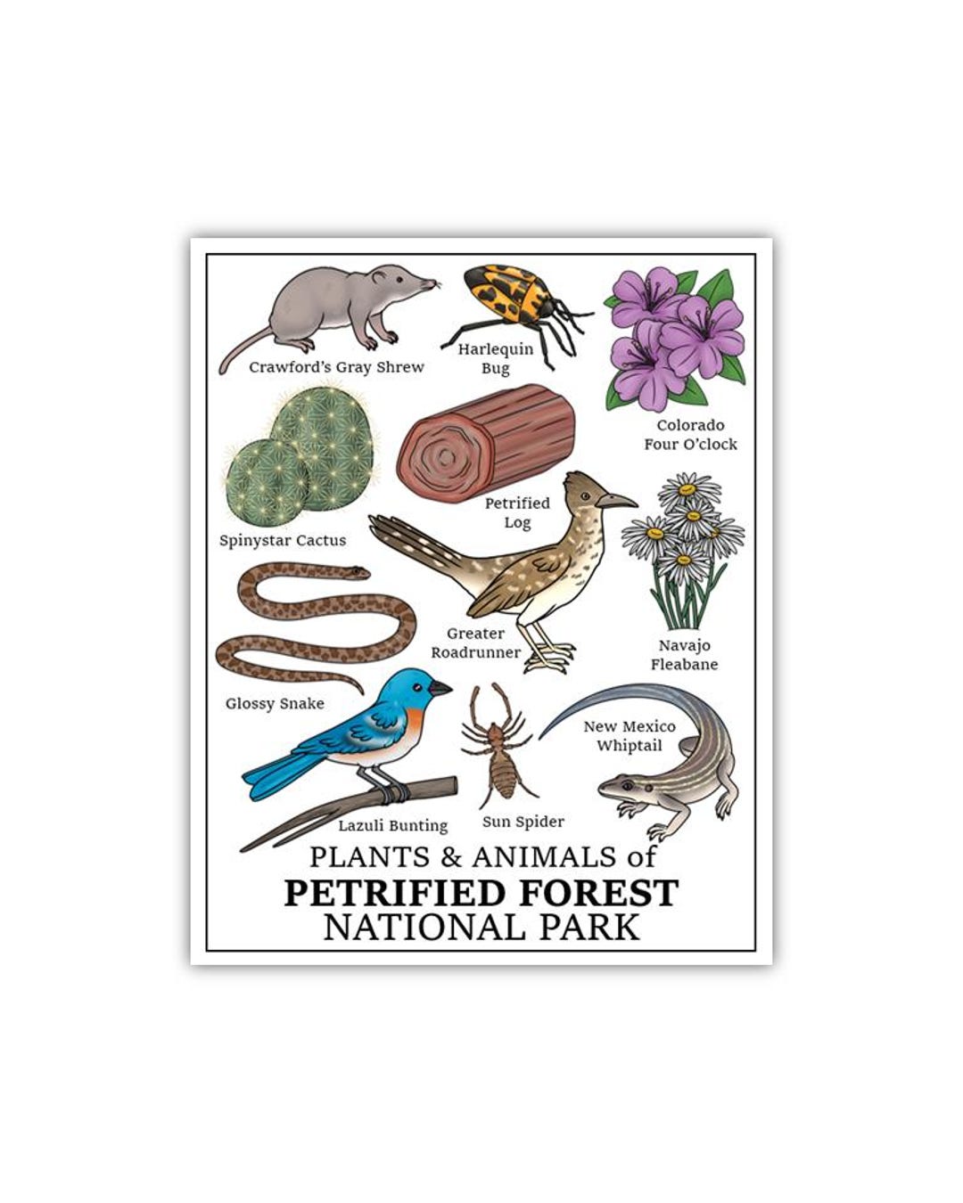 Petrified Forest National Park Print (plants and Animals of Petrified ...