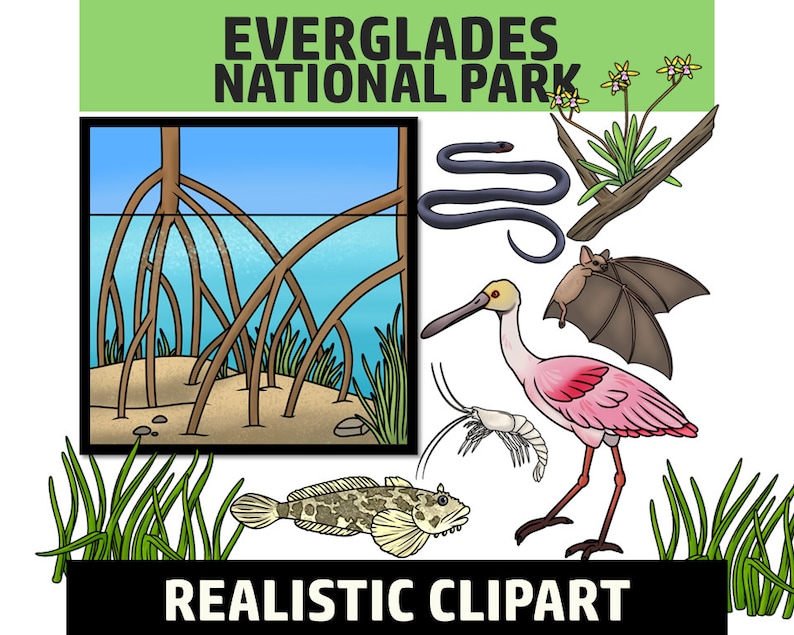Everglades National Park Clipart: Florida Plants & Animals (digital ...