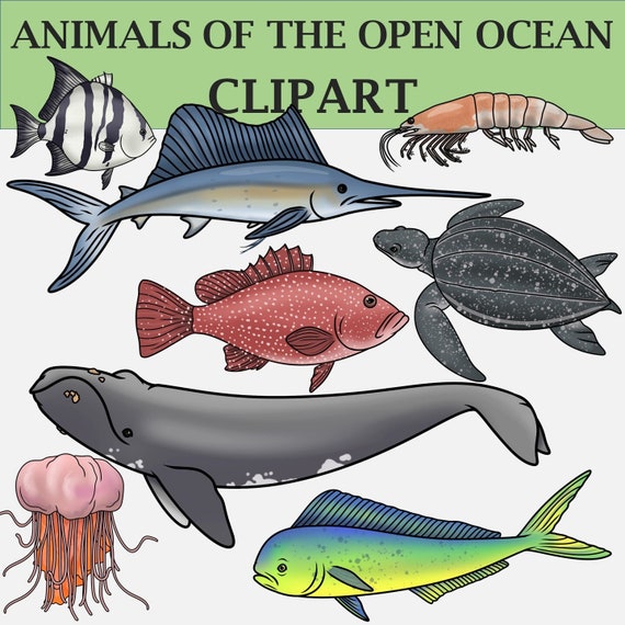 Open Ocean Food Web
