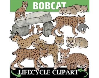 Monarch Butterfly Life Cycle Clip Art - Etsy