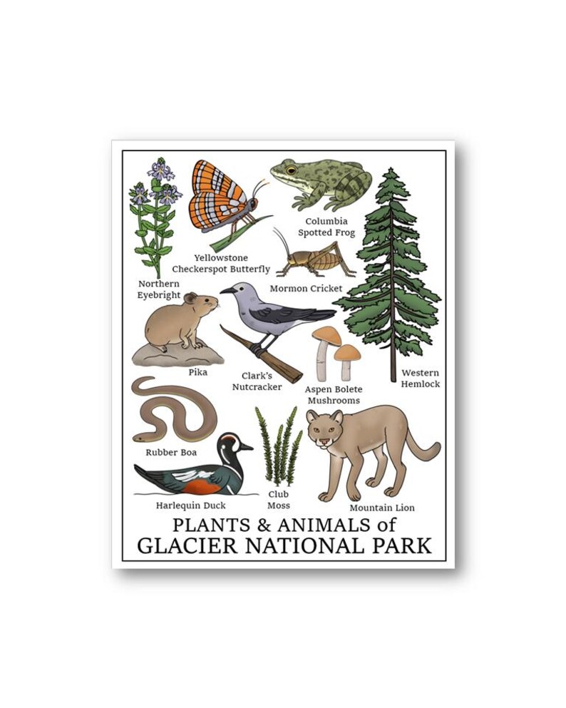 Glacier National Park Print (plants and Animals of Glacier National ...