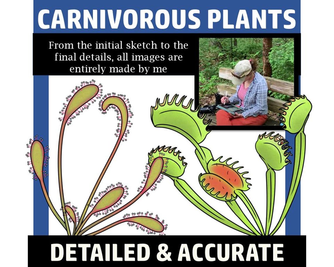 Carnivorous Plants Clip Art - Etsy