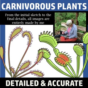 Carnivorous Plants Clip Art - Etsy