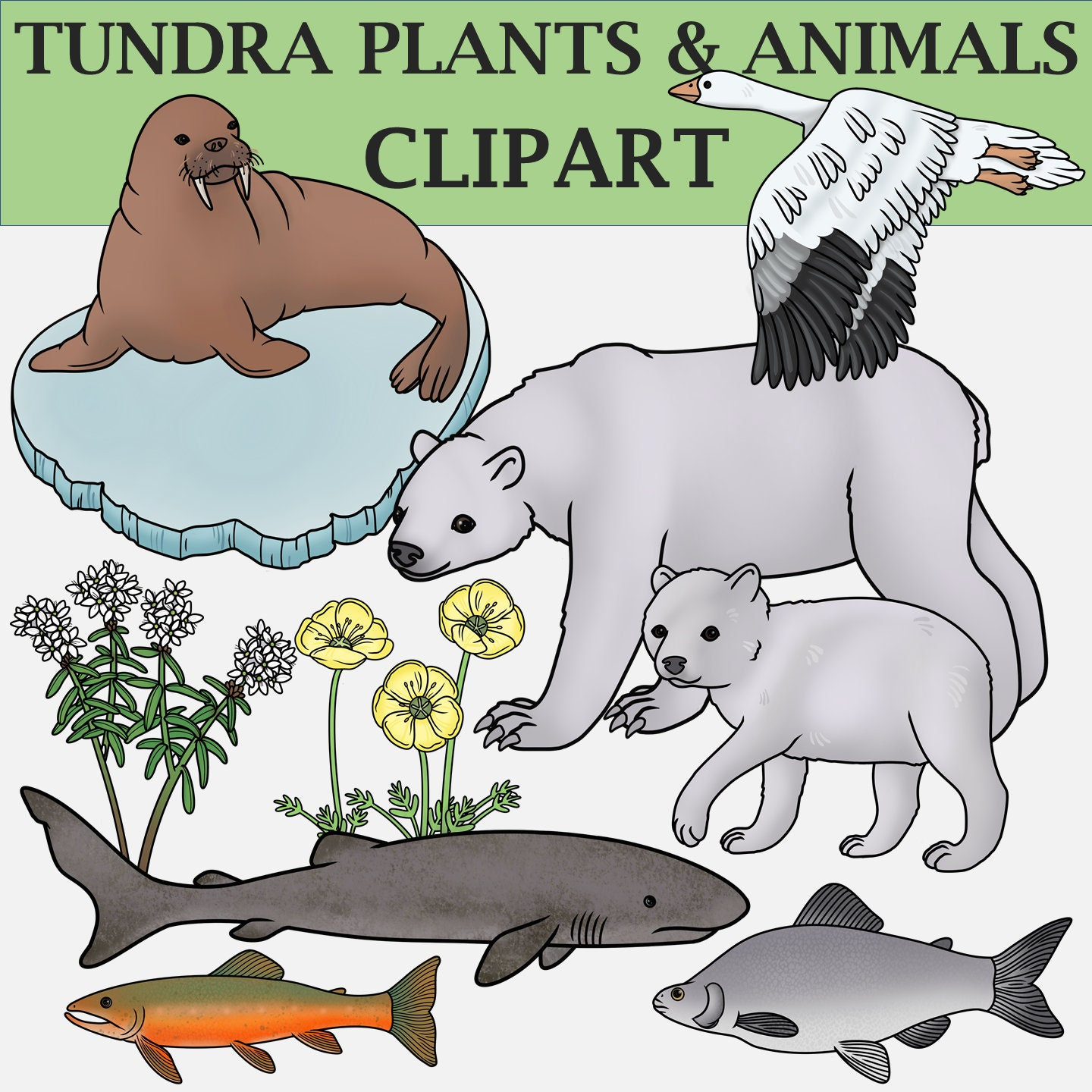 Tundra Plants and Animals Clipart - Etsy