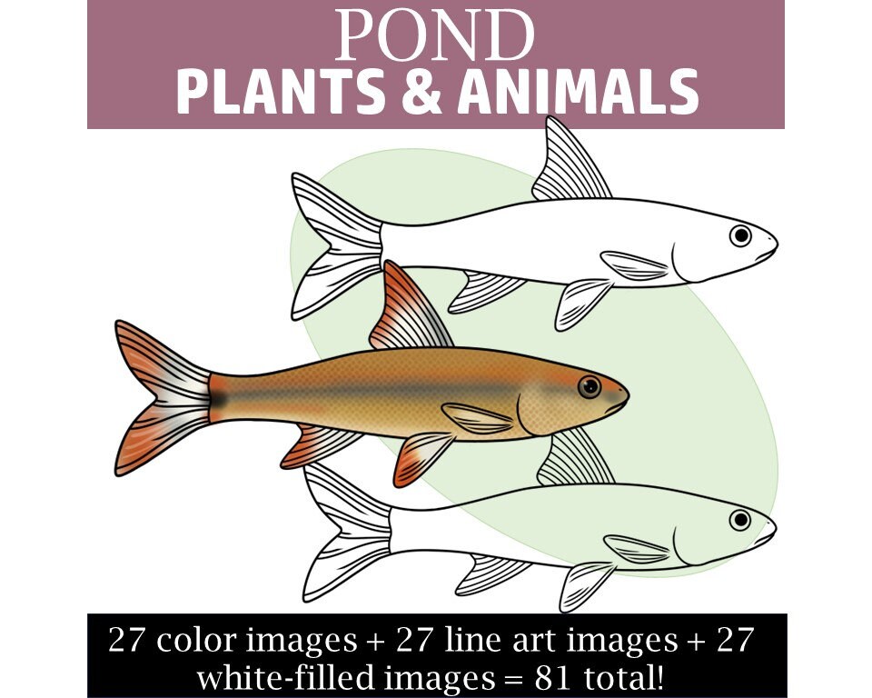 Pond Clipart Plants and Animals of the Pond Ecosystem - Etsy