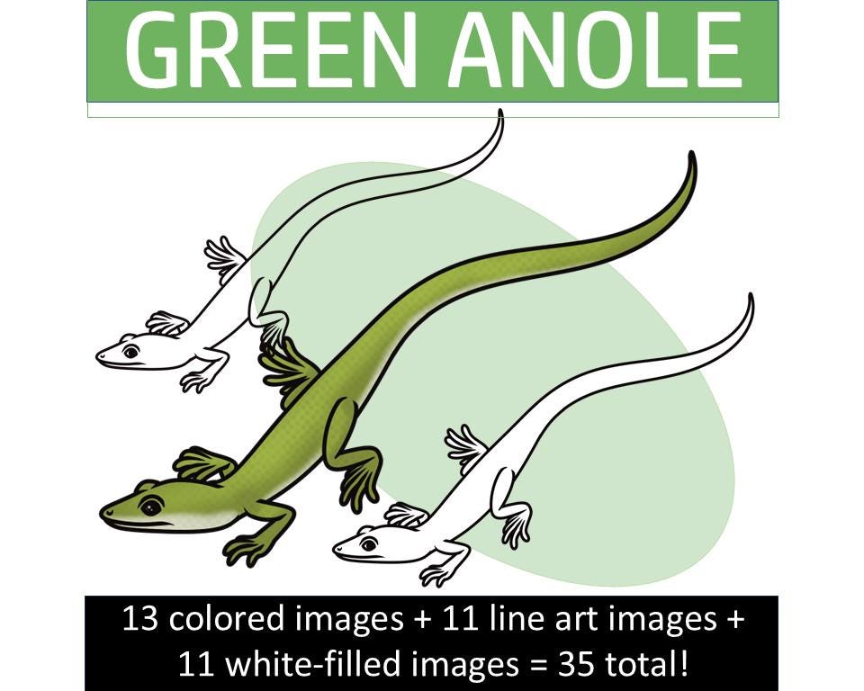 Lizard Life Cycle Clip Art (green Anole) - Etsy