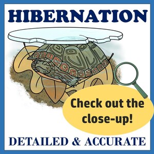 Hibernating Animals Clip Art - Etsy