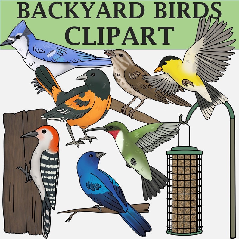 Backyard Birds of North America Clipart - Etsy