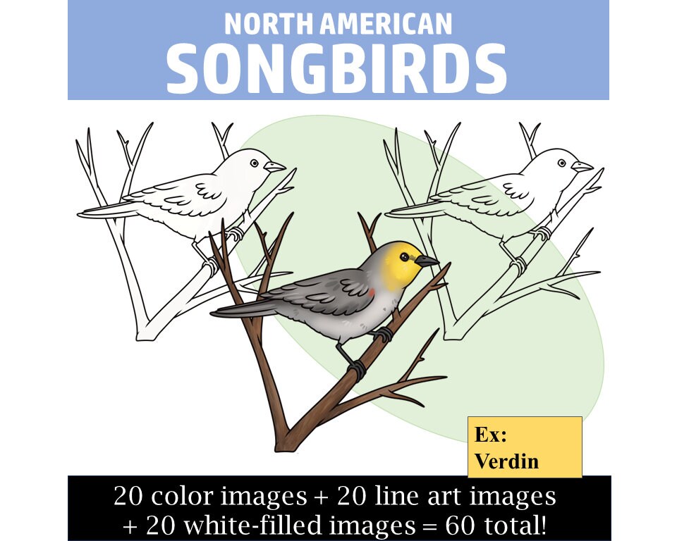Songbirds Clip Art (north American Songbirds Clipart) - Etsy