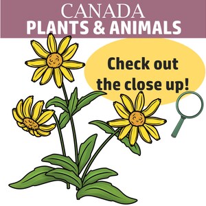 Canadian Clip Art Plants and Animals of Canada Clipart - Etsy