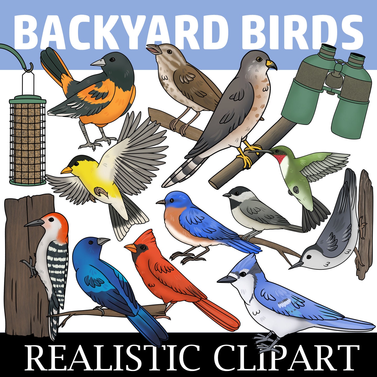 Backyard Birds of North America Clipart - Etsy
