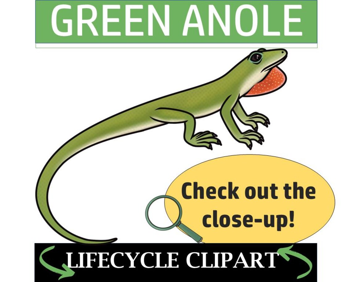 Lizard Life Cycle Clip Art (green Anole) - Etsy