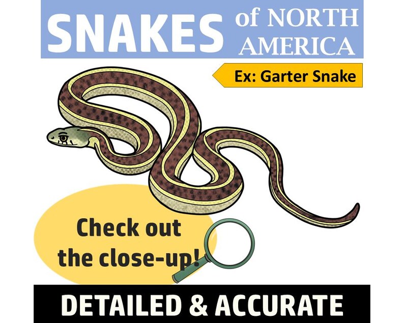 Snake Clip Art (reptile Clipart) - Etsy