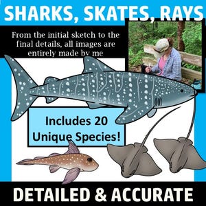 Sharks Skates and Rays Clipart (shark Clip Art) - Etsy