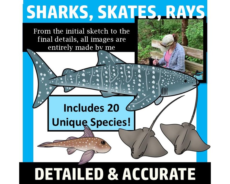 Sharks Skates and Rays Clipart (shark Clip Art) - Etsy
