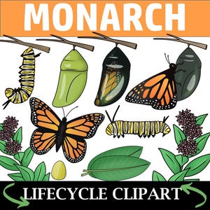 Monarch Butterfly Life Cycle Clip Art - Etsy Canada