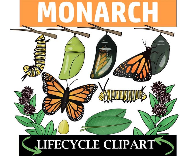 Monarch Butterfly Life Cycle Clip Art - Etsy