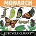Monarch Butterfly Life Cycle Clip Art - Etsy Canada