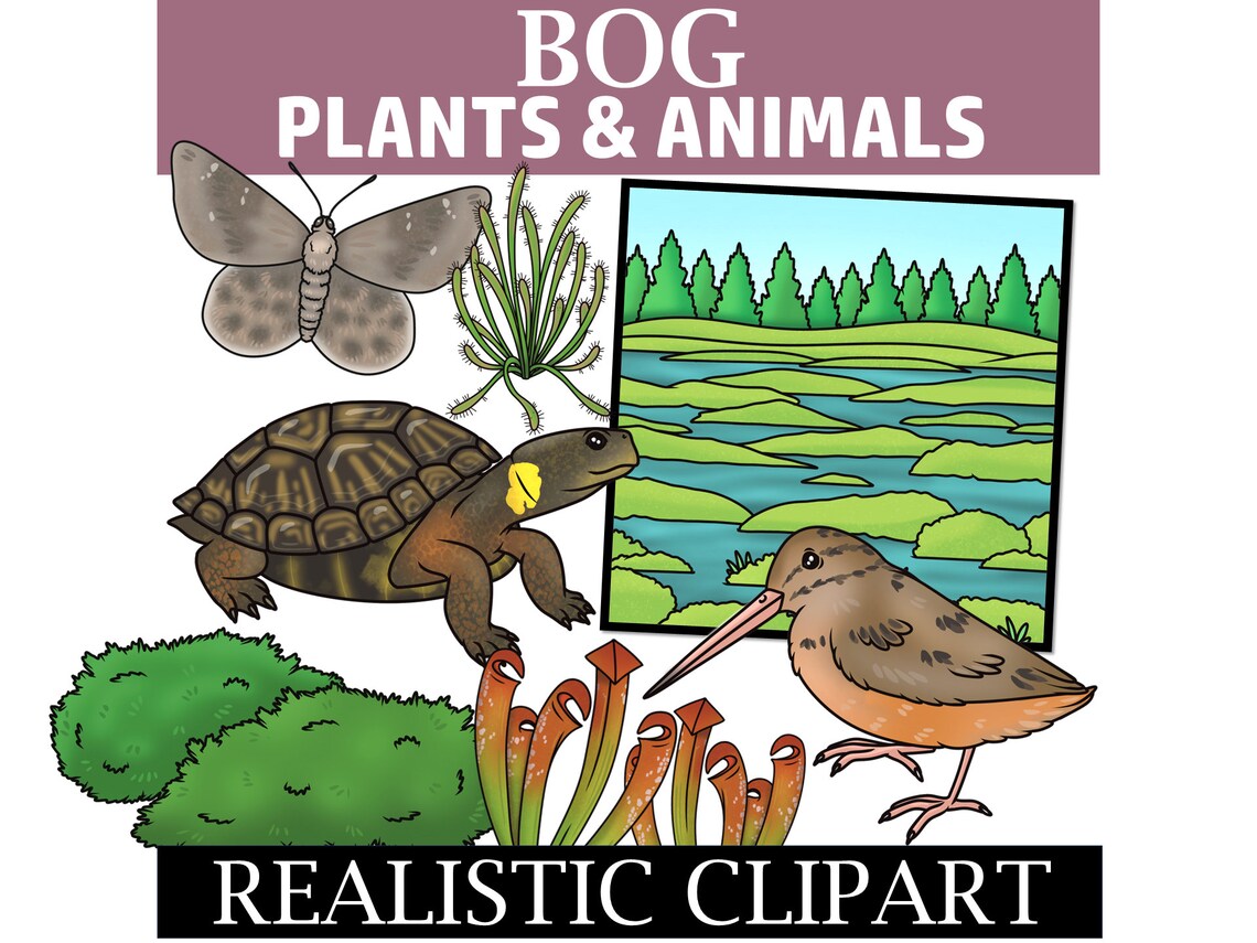 Bog Habitat Clip Art (plants and Animals of the Bog Clip Art) - Etsy
