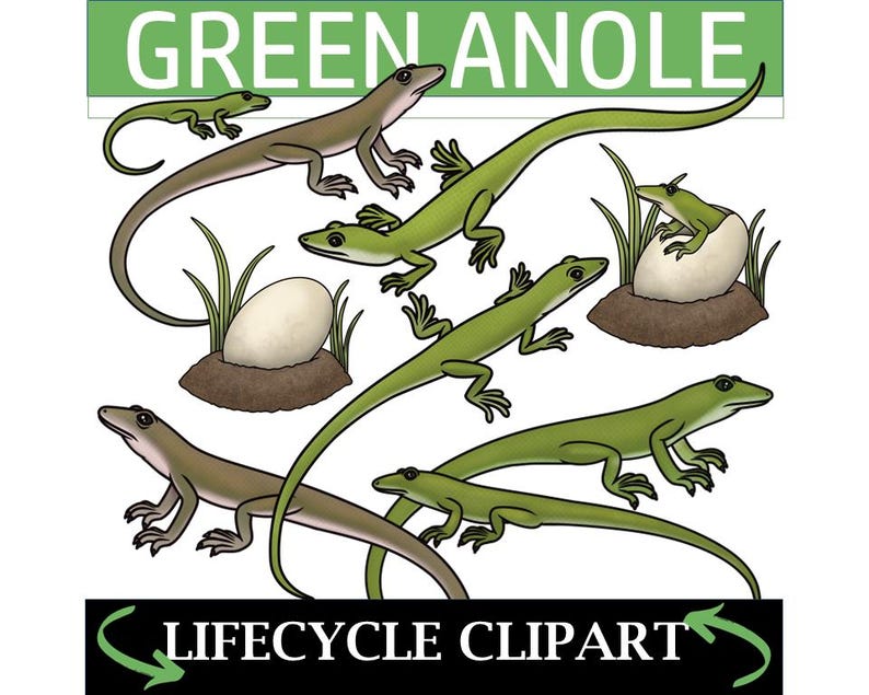 Lizard Life Cycle Clip Art (green Anole) - Etsy