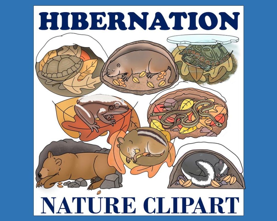 Hibernating Animals Clip Art - Etsy