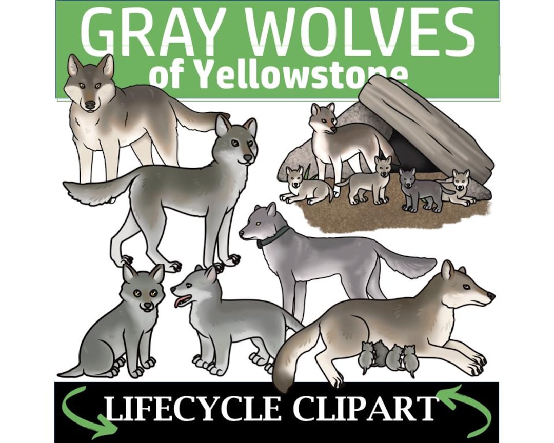 Wolf Life Cycle Clip Art (wolves of Yellowstone ) - Etsy