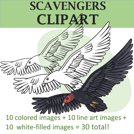 Scavenger Animals Drawing