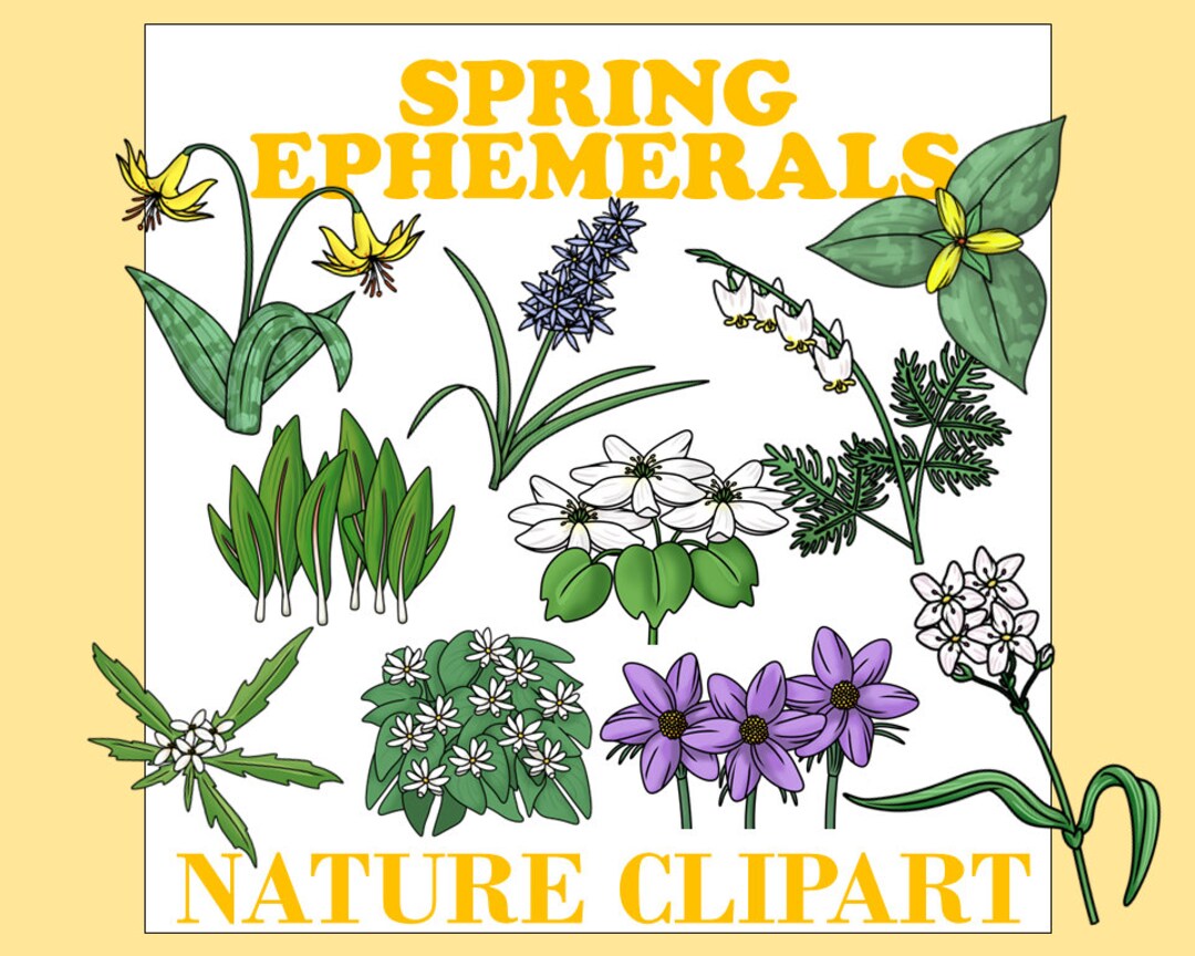 Spring Ephemerals Clip Art - Etsy