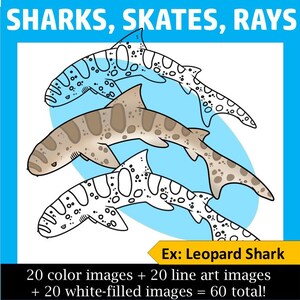 Sharks Skates and Rays Clipart (shark Clip Art) - Etsy