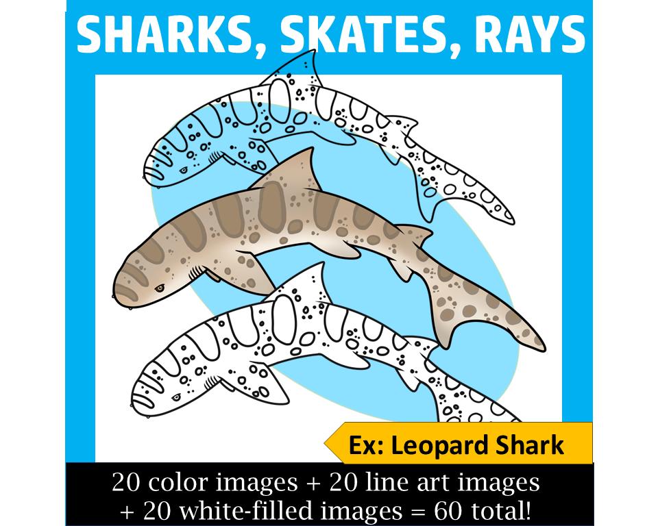 Sharks Skates and Rays Clipart (shark Clip Art) - Etsy