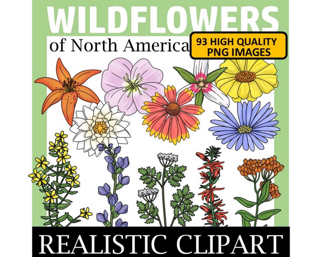 Wildflower Clip Art (wildflowers of North America Clipart) - Etsy
