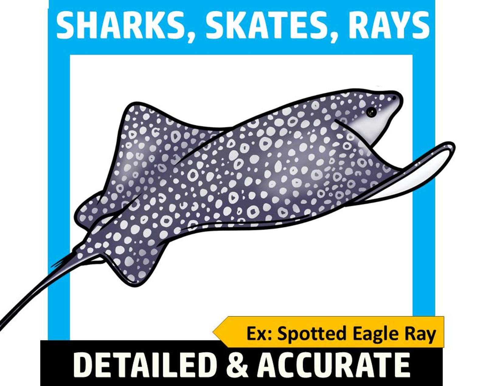Sharks Skates and Rays Clipart (shark Clip Art) - Etsy