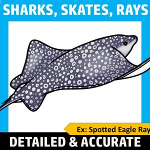 Sharks Skates and Rays Clipart (shark Clip Art) - Etsy