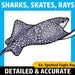 Sharks Skates and Rays Clipart (shark Clip Art) - Etsy