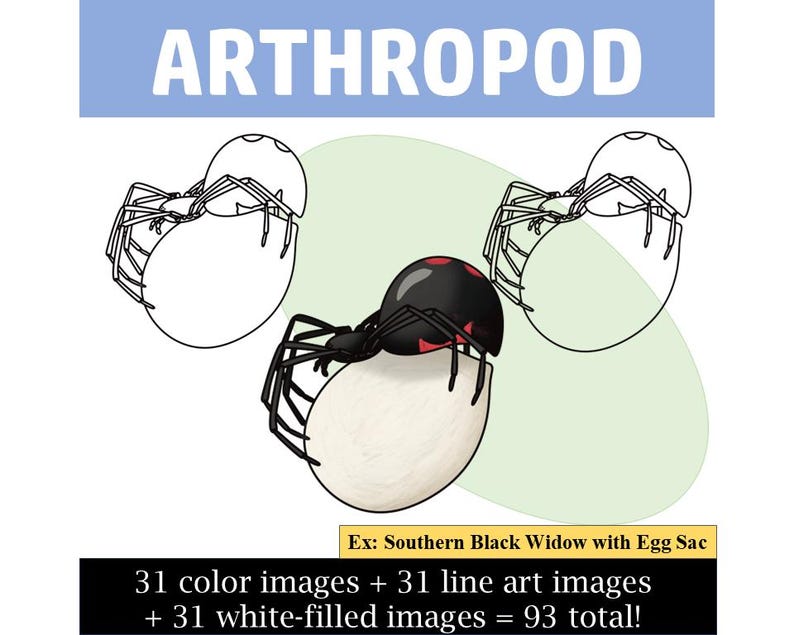 Arthropods Clip Art: Zoology, Life Cycle & Anatomy Diagrams - Etsy
