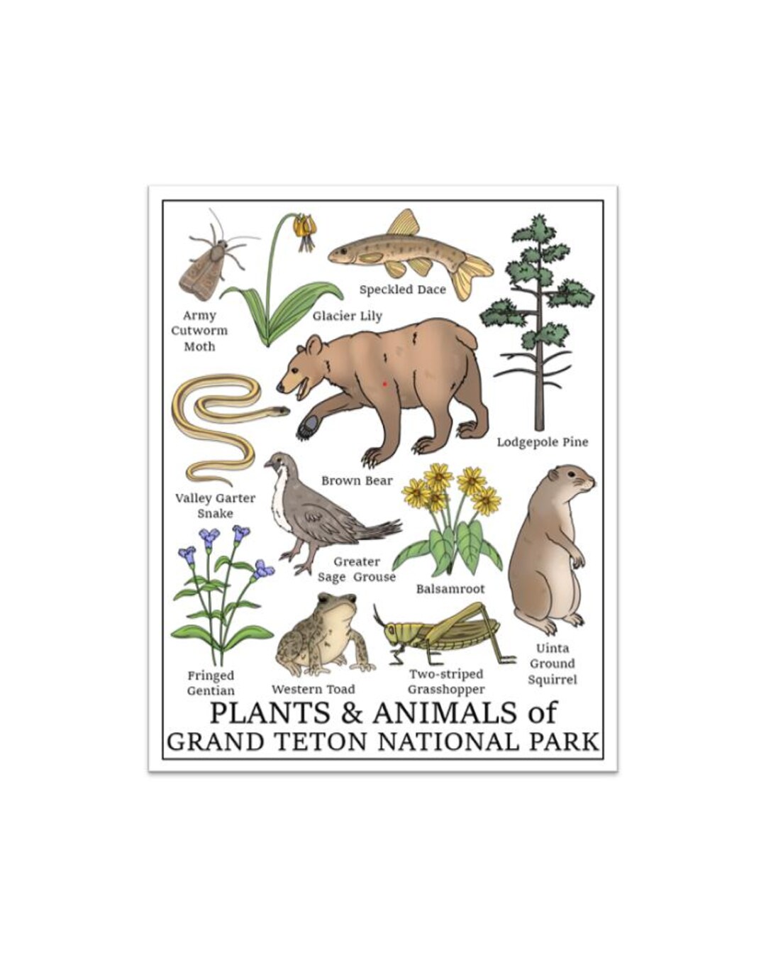 Grand Teton National Park Print (plants and Animals of Grand Teton ...