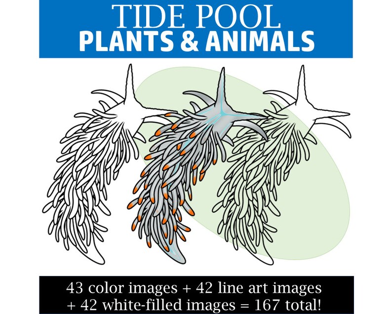 Tide Zone Clip Art and Intertidal Zones - Etsy